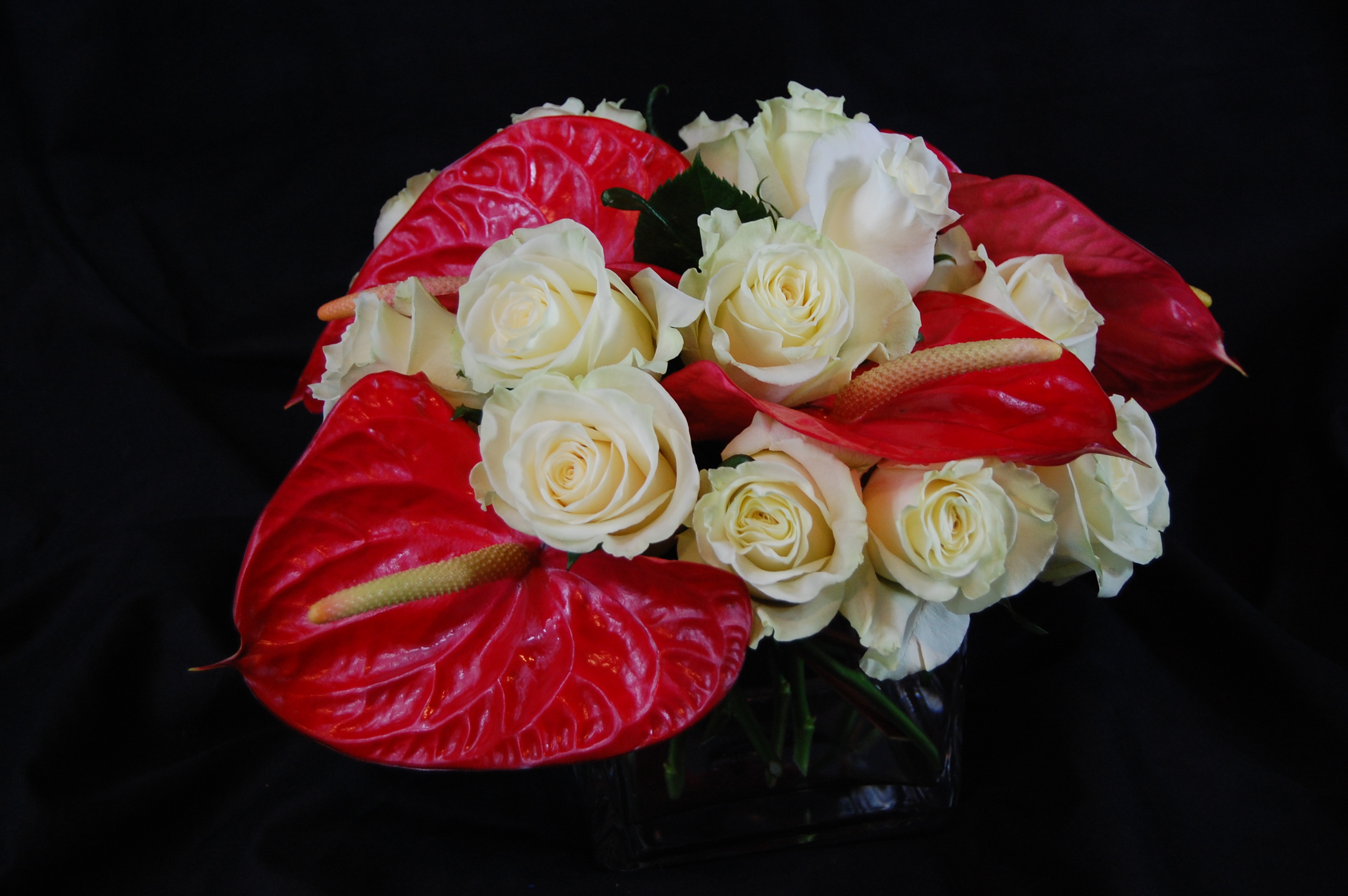White Roses and Red Anthuriums :: The Flower Shop