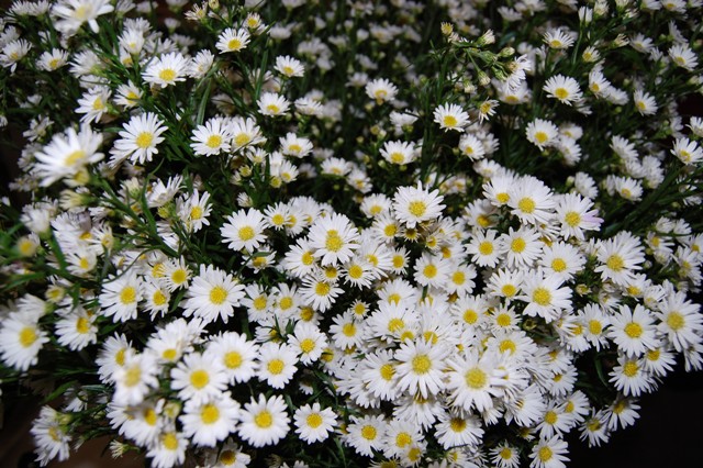 Monte Casino Aster Bunch :: The Flower Shop