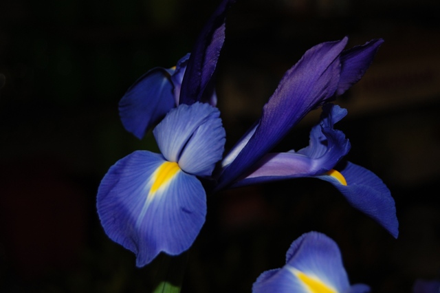 Iris Blue :: The Flower Shop