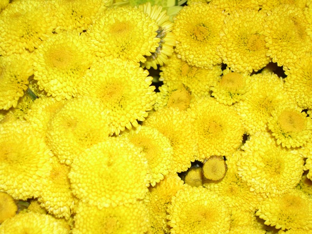 Yellow Button Mum :: The Flower Shop