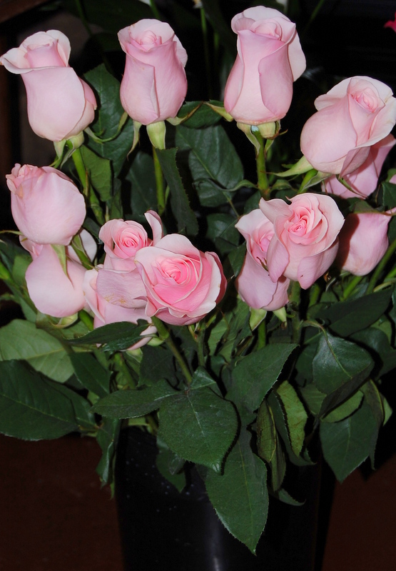 Pale Pink Rose :: The Flower Shop