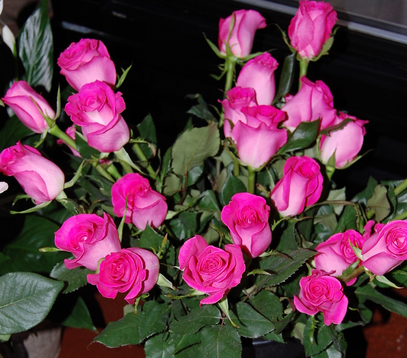 Hot Pink Rose :: The Flower Shop